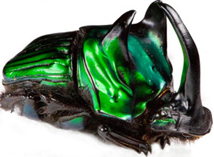 Escarabajos para Niños