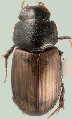 Generic Guide to New World Scarab Beetles-Scarabaeidae-Aphodiinae