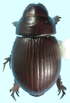 Generic Guide to New World Scarab Beetles-Scarabaeidae-Aphodiinae
