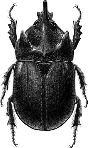 Generic Guide to New World Scarab Beetles-Scarabaeidae-Dynastinae