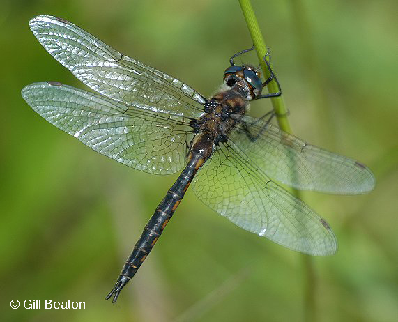 Epitheca costalis - Slender Baskettail