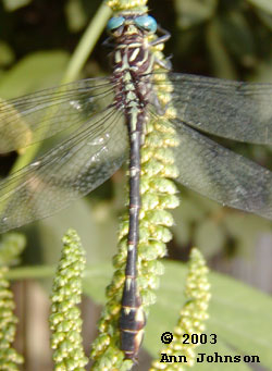 Gomphidae Family - Clubtails