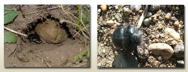 Untitled Document [unsm-ento.unl.edu]