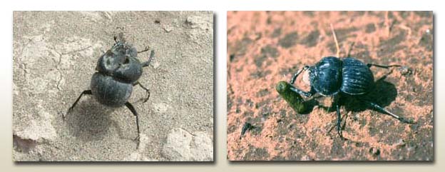 Untitled Document [unsm-ento.unl.edu]