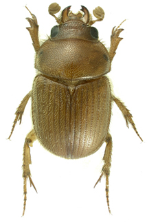 Untitled Document [unsm-ento.unl.edu]