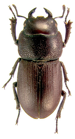 Guide to New World Scarab Beetles-Lucanidae, Dorcus brevis